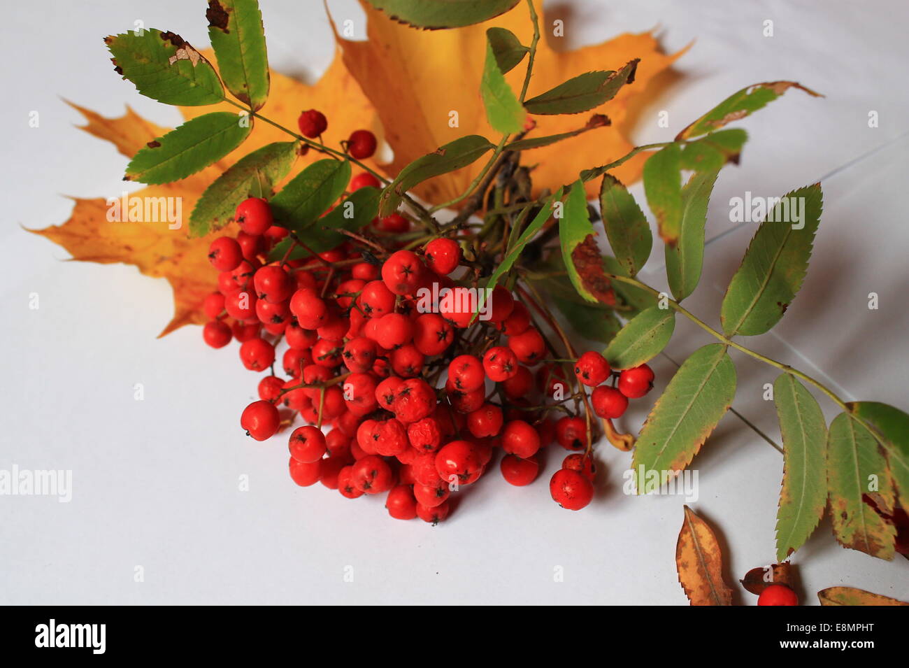 beautiful ripe red ball berries of rowan tree with leaves Stock Photo ...