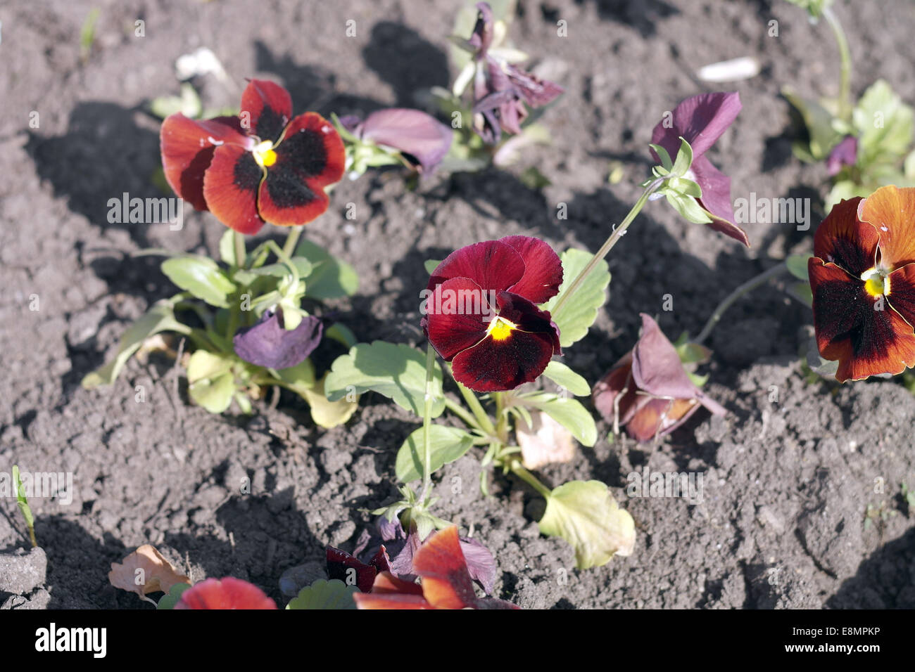 Red viola hi-res stock photography and images - Alamy