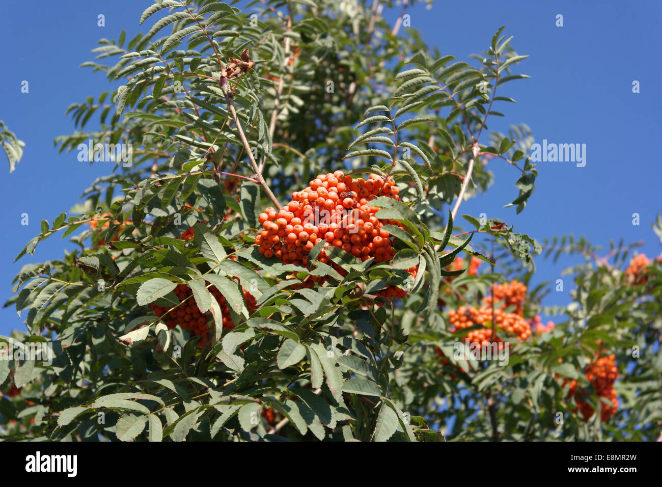 Red ashberry autumn hi-res stock photography and images - Alamy