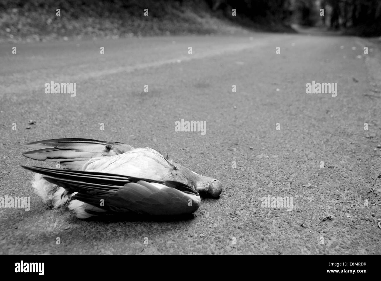 Insect fly on wood Black and White Stock Photos & Images - Alamy