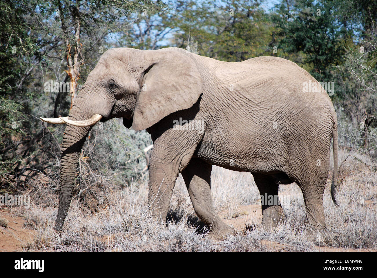 Desert African Elephant bull Stock Photo - Alamy