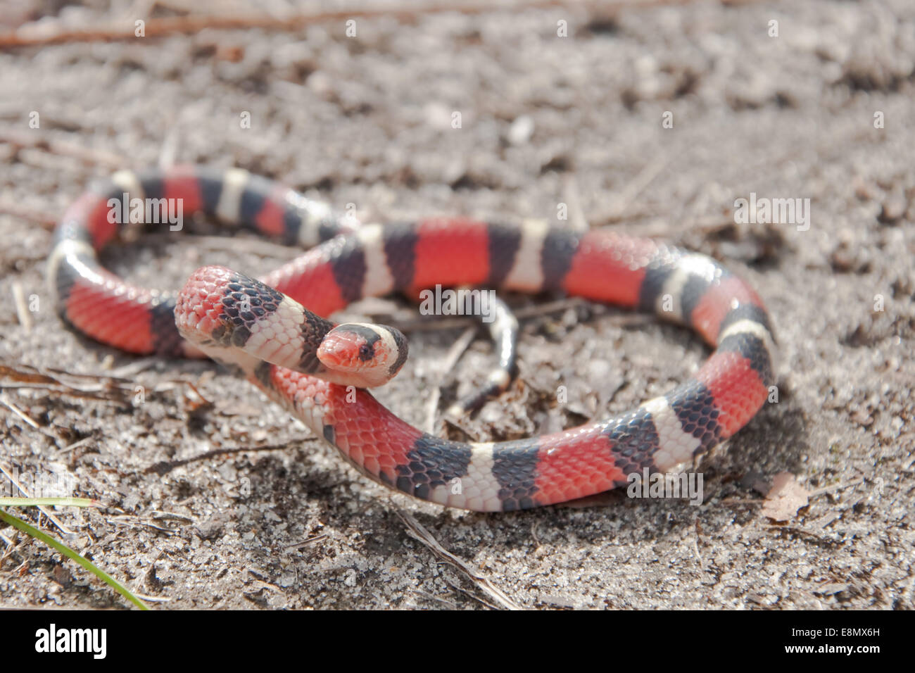 Baby Scarlet King Snake