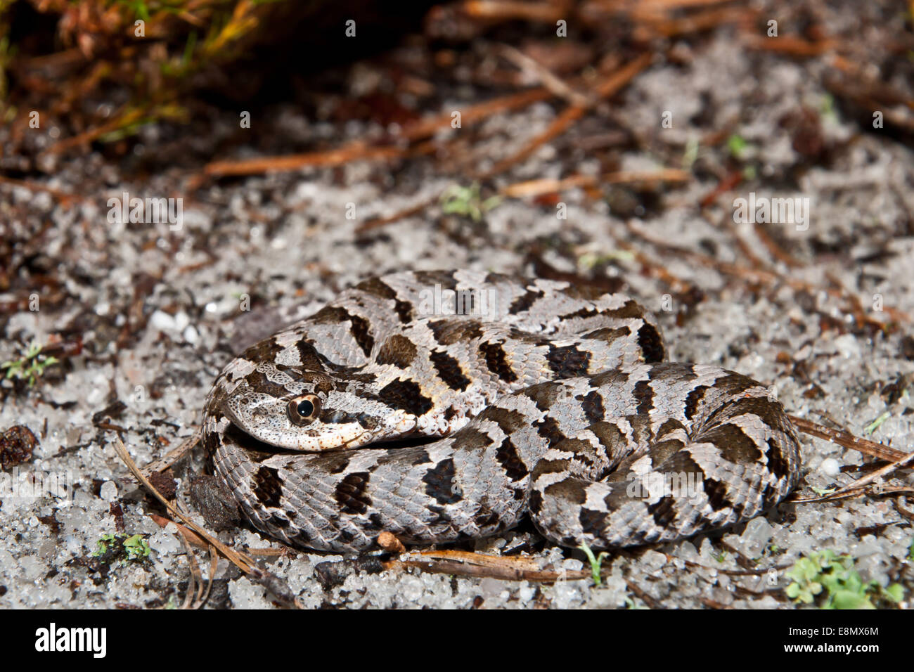 Eastern Hognose Snake Stock Photo - Alamy