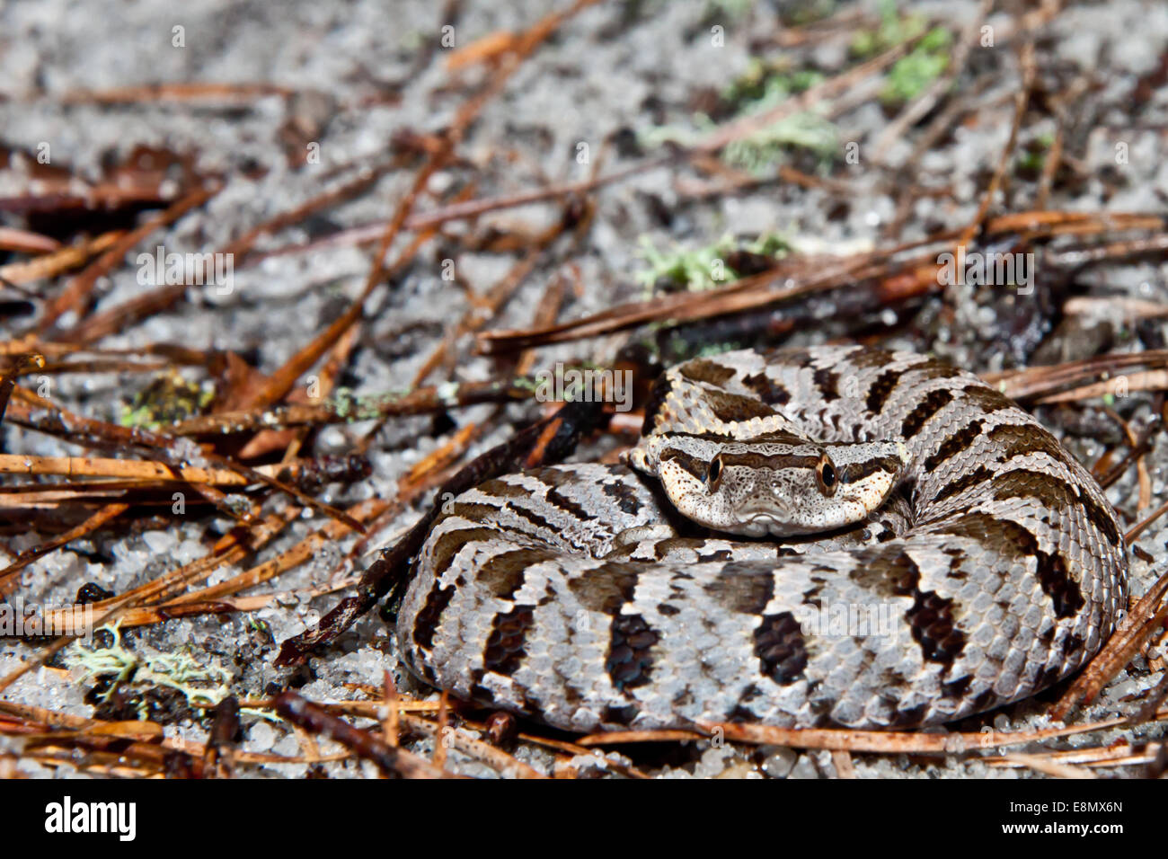 Spreading adder hi-res stock photography and images - Alamy