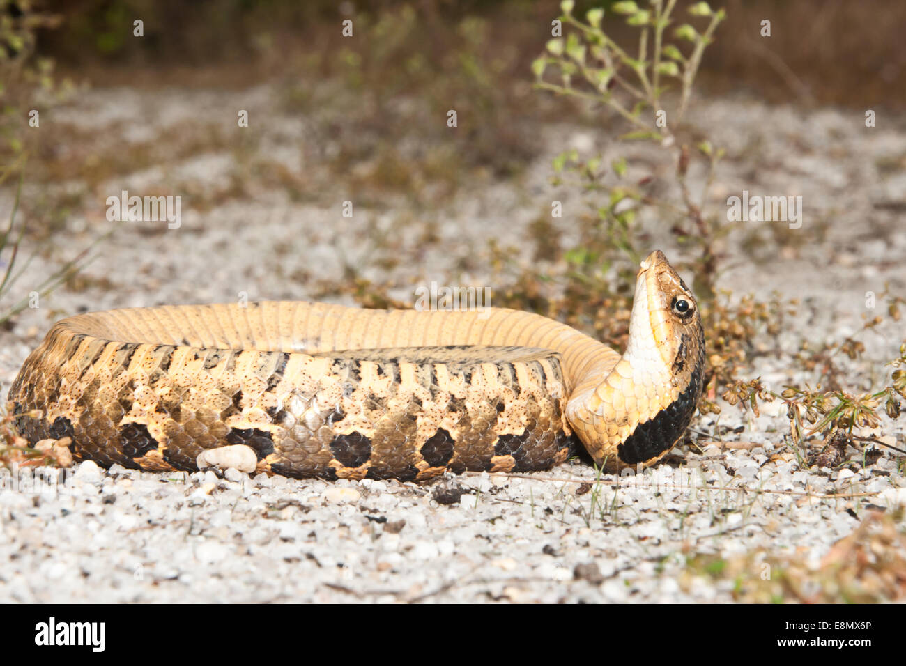 Eastern Hognose Snake Stock Photo - Alamy