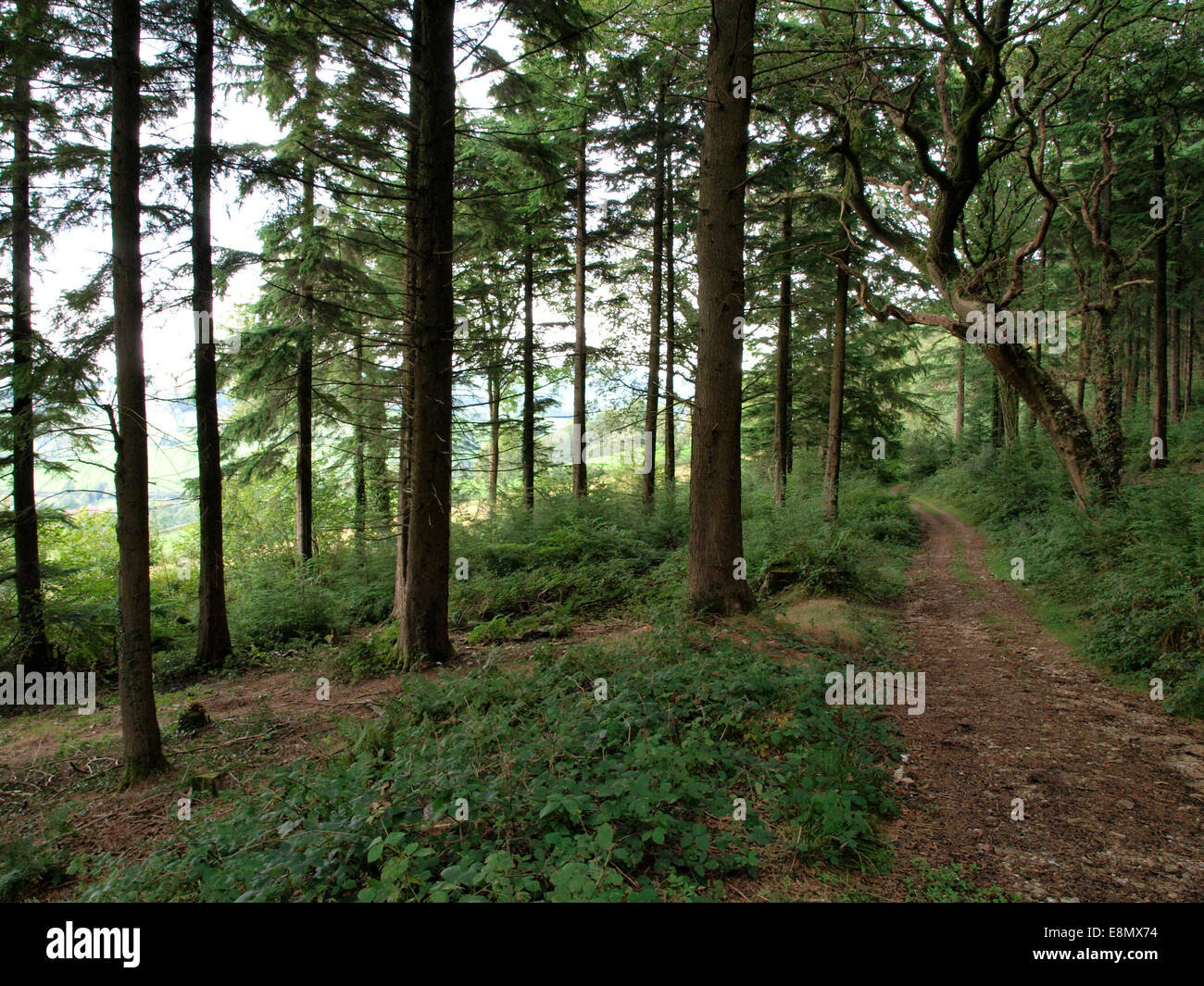 Woodland track hi-res stock photography and images - Alamy