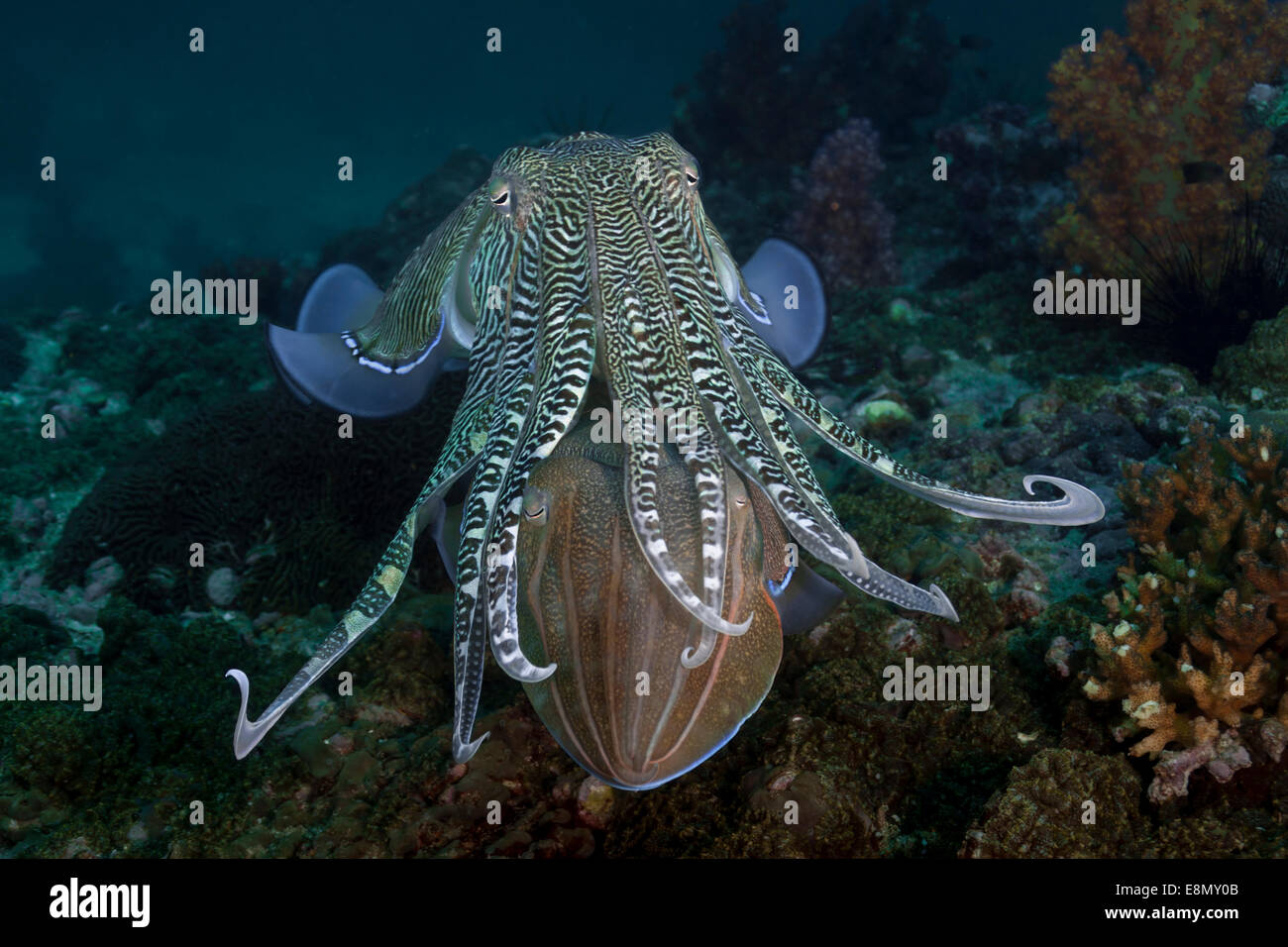 Couple of cuttlefish, Dimaniyat Islands, Gulf of Oman, Oman Stock Photo ...