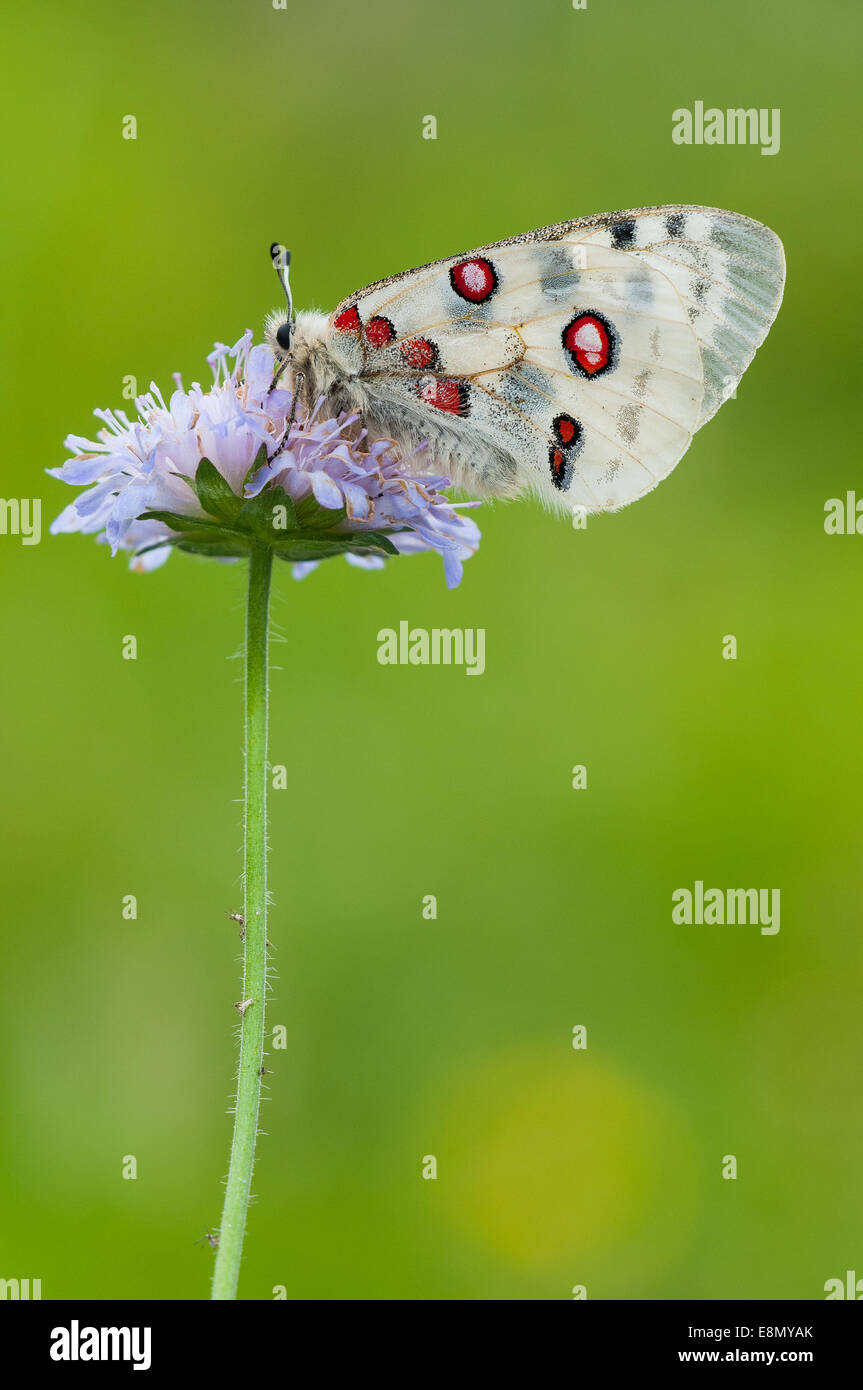 Roter Apollo / red apollo (Parnassius apollo Stock Photo - Alamy