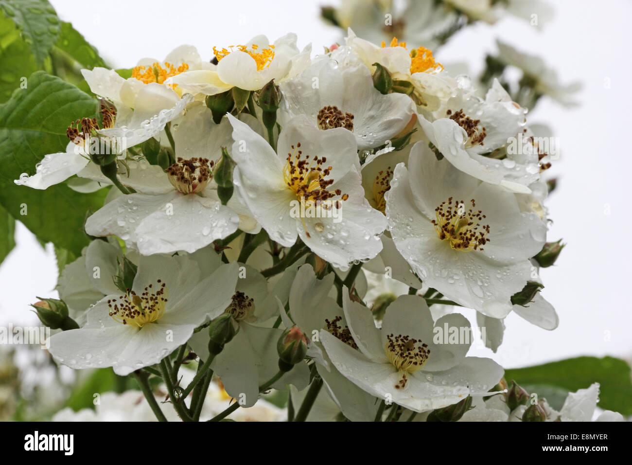 Dog roses hi-res stock photography and images - Alamy