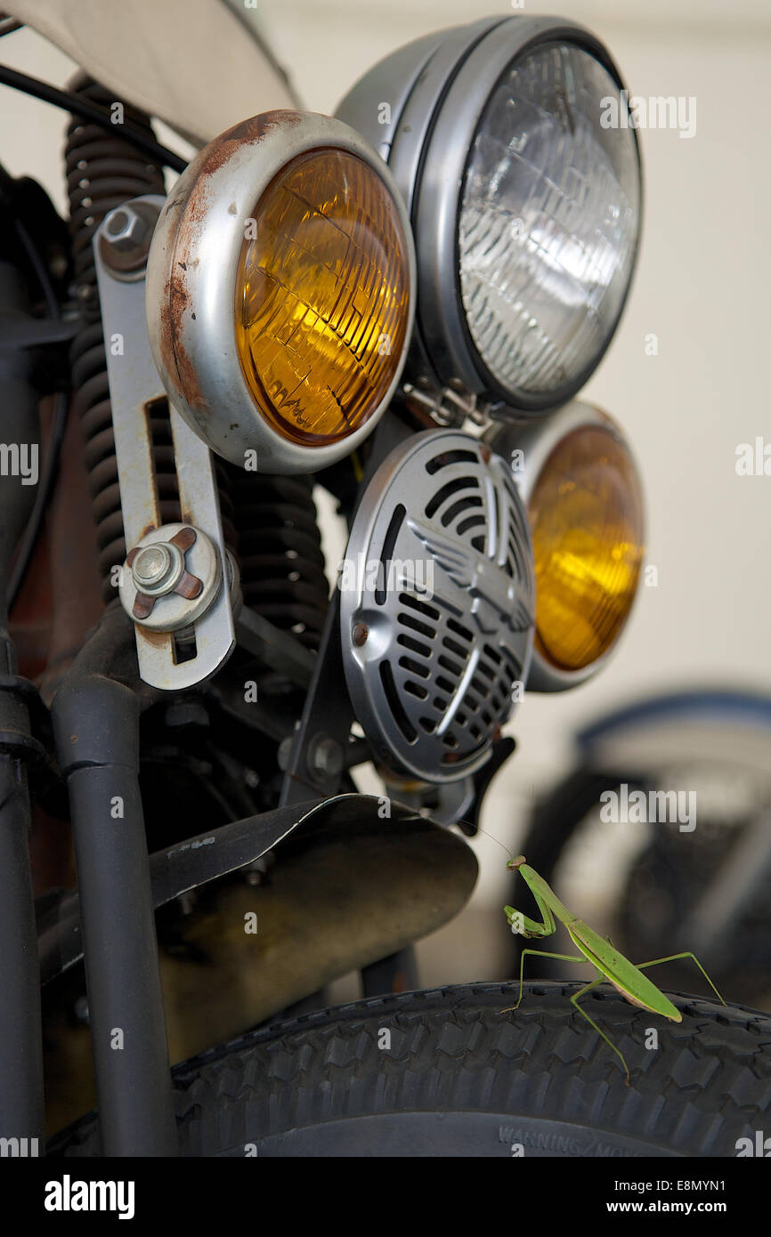 Odaiba, Tokyo, Japan. 11th Oct, 2014. A mantis on the motorcycle Harley ...