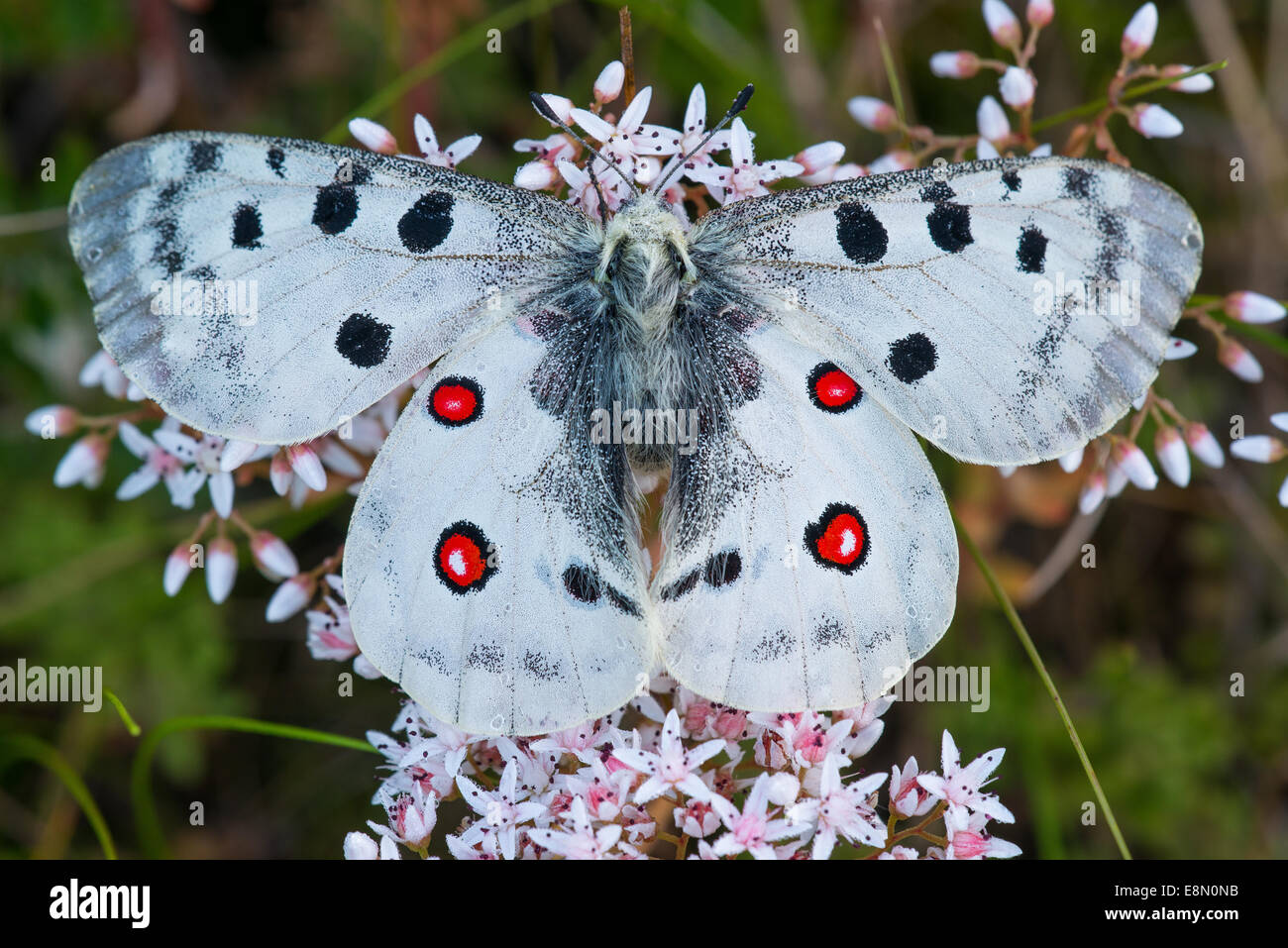 Roter Apollo / red apollo (Parnassius apollo Stock Photo - Alamy