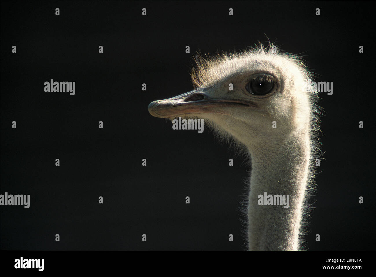 Common ostrich Struthio camelus, Struthionidae, Africa Stock Photo - Alamy