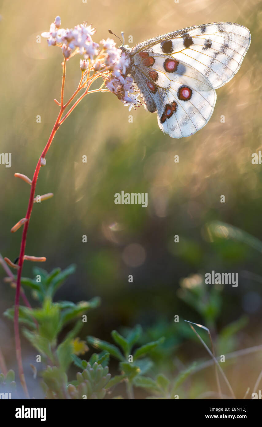 Roter Apollo / red apollo (Parnassius apollo Stock Photo - Alamy