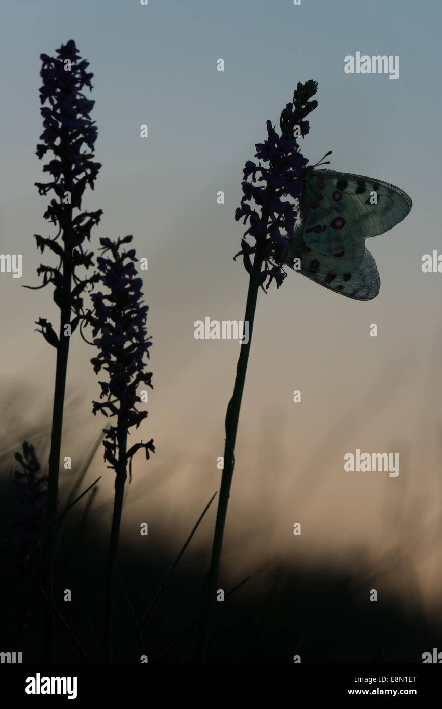 Roter Apollo / red apollo (Parnassius apollo Stock Photo - Alamy
