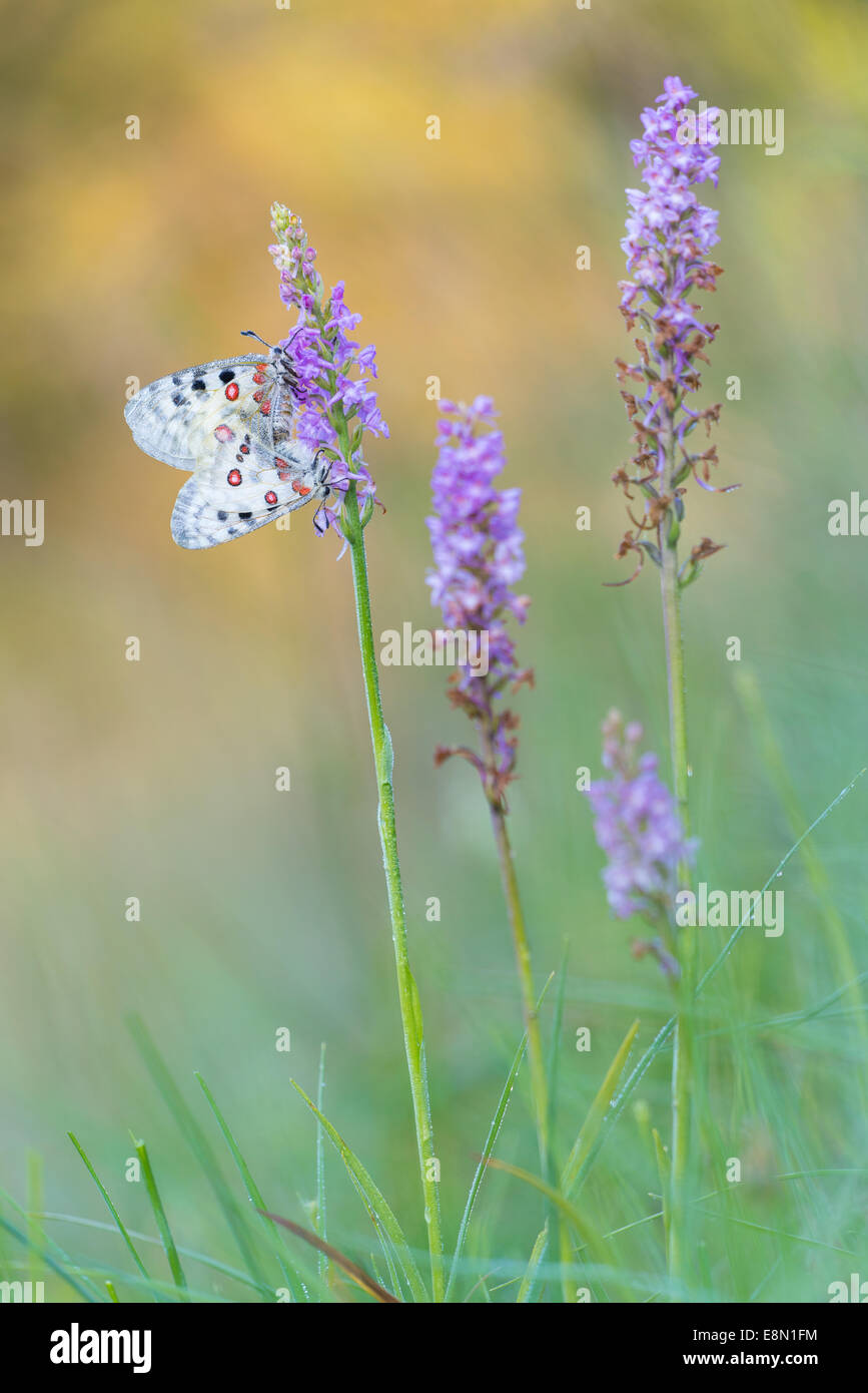 Roter apollo hi-res stock photography and images - Alamy