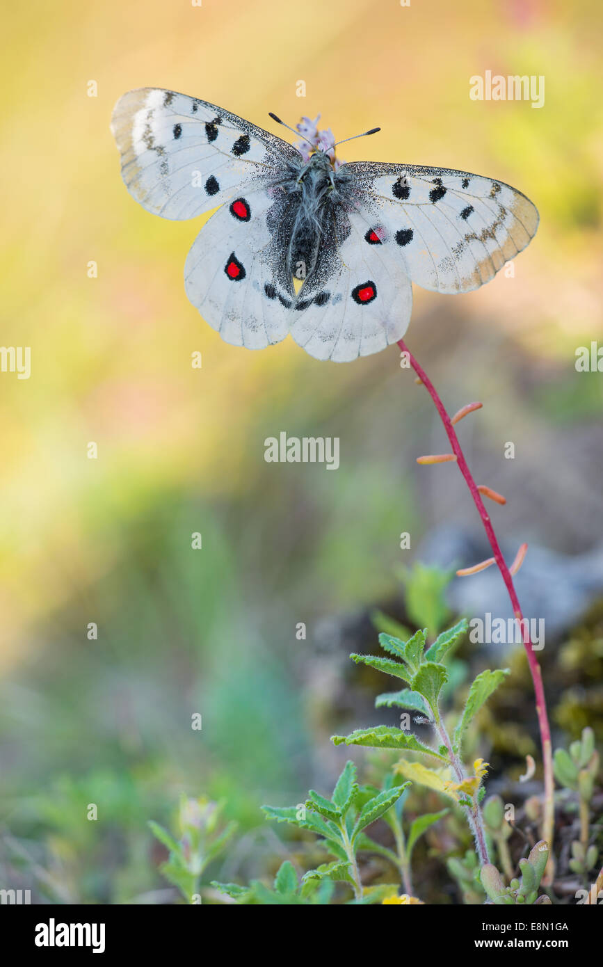 Roter Apollo / red apollo (Parnassius apollo Stock Photo - Alamy