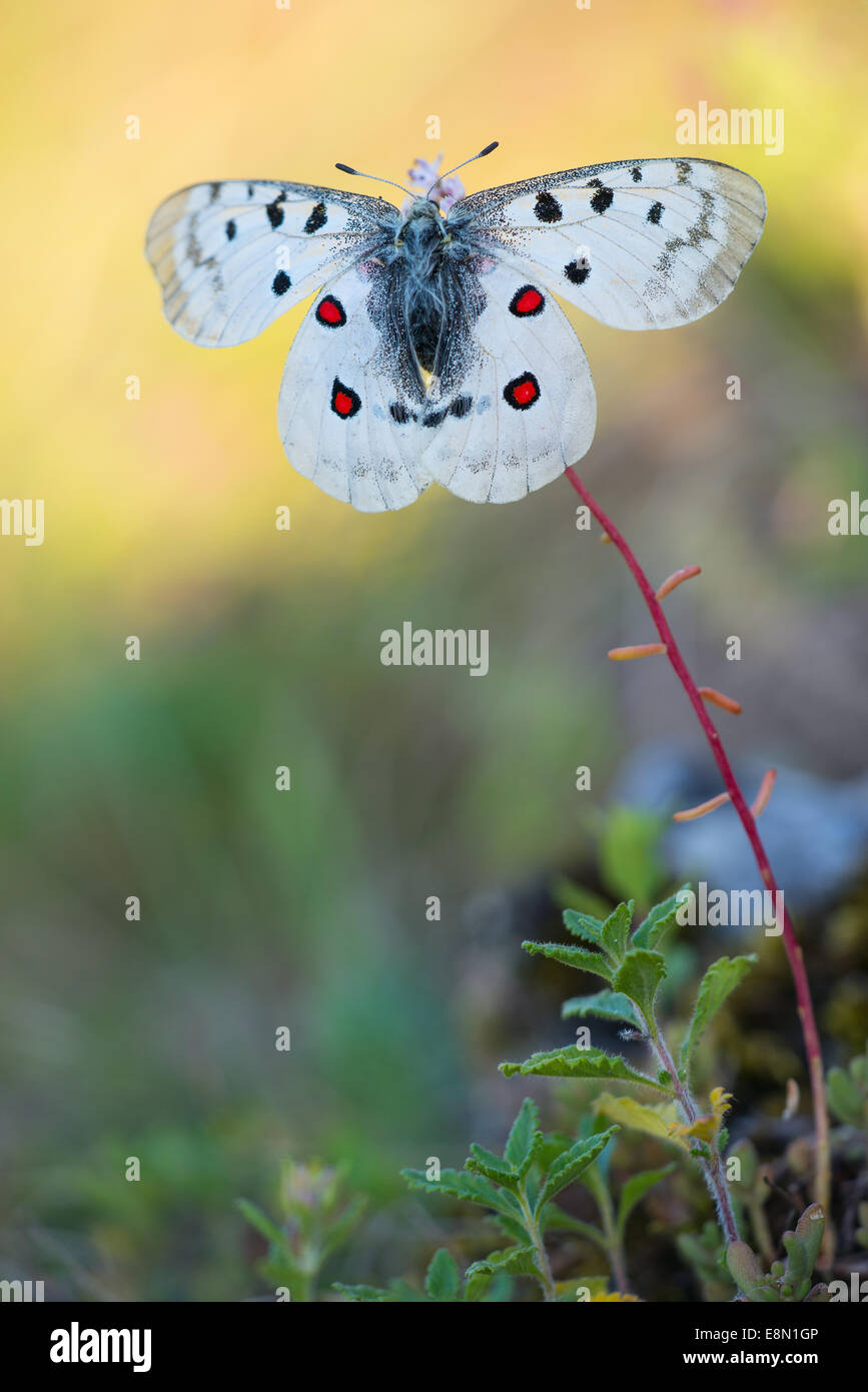 Roter Apollo / red apollo (Parnassius apollo Stock Photo - Alamy