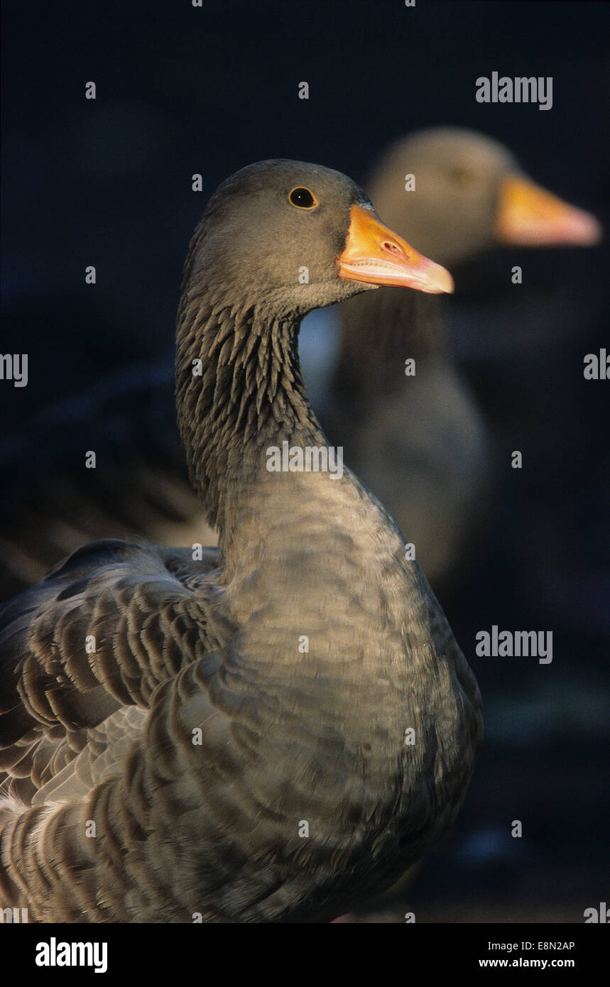 Anatidae animals hi-res stock photography and images - Alamy