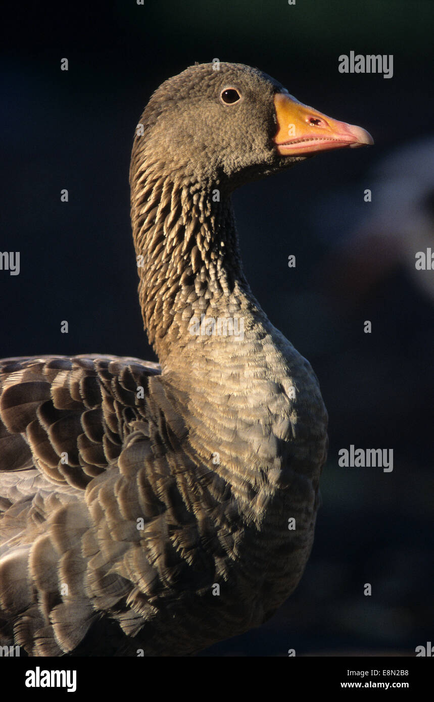 Greylag goose (Anser anser), anatidae, Eurasia Stock Photo - Alamy