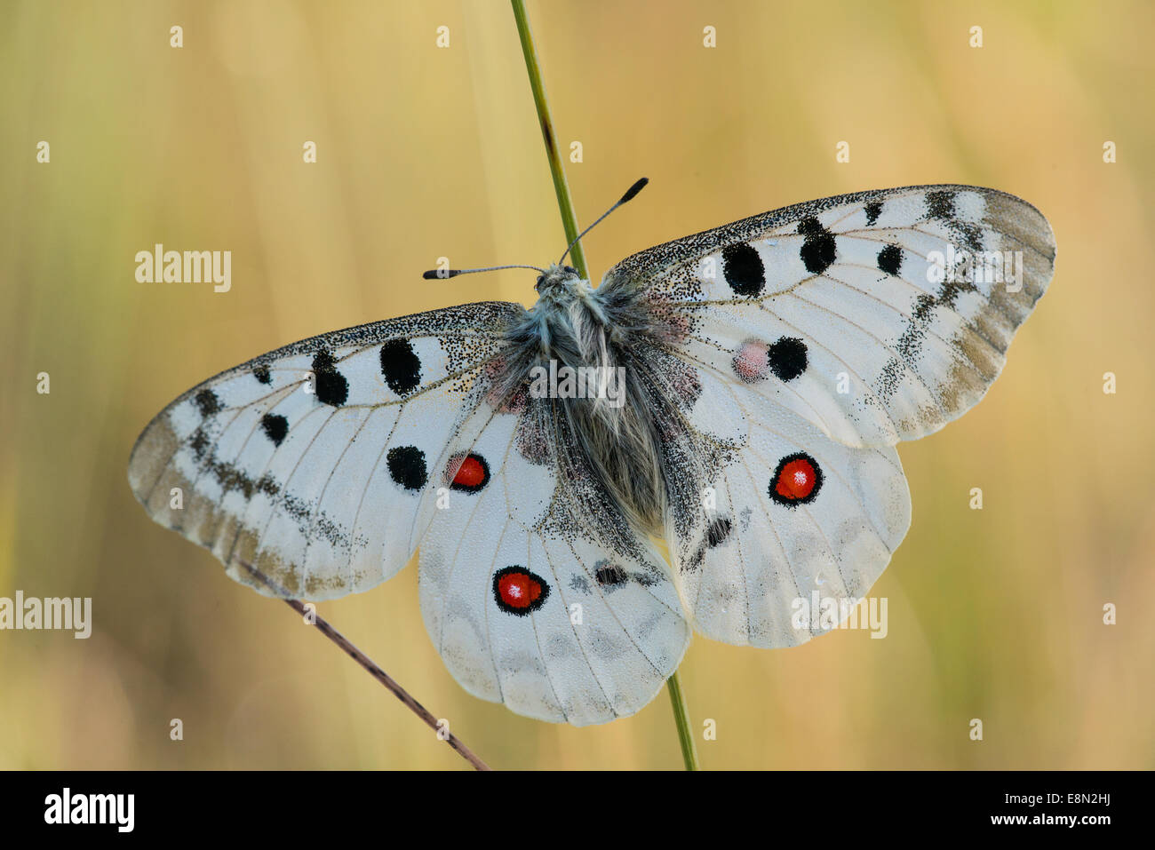 Roter Apollo / red apollo (Parnassius apollo Stock Photo - Alamy