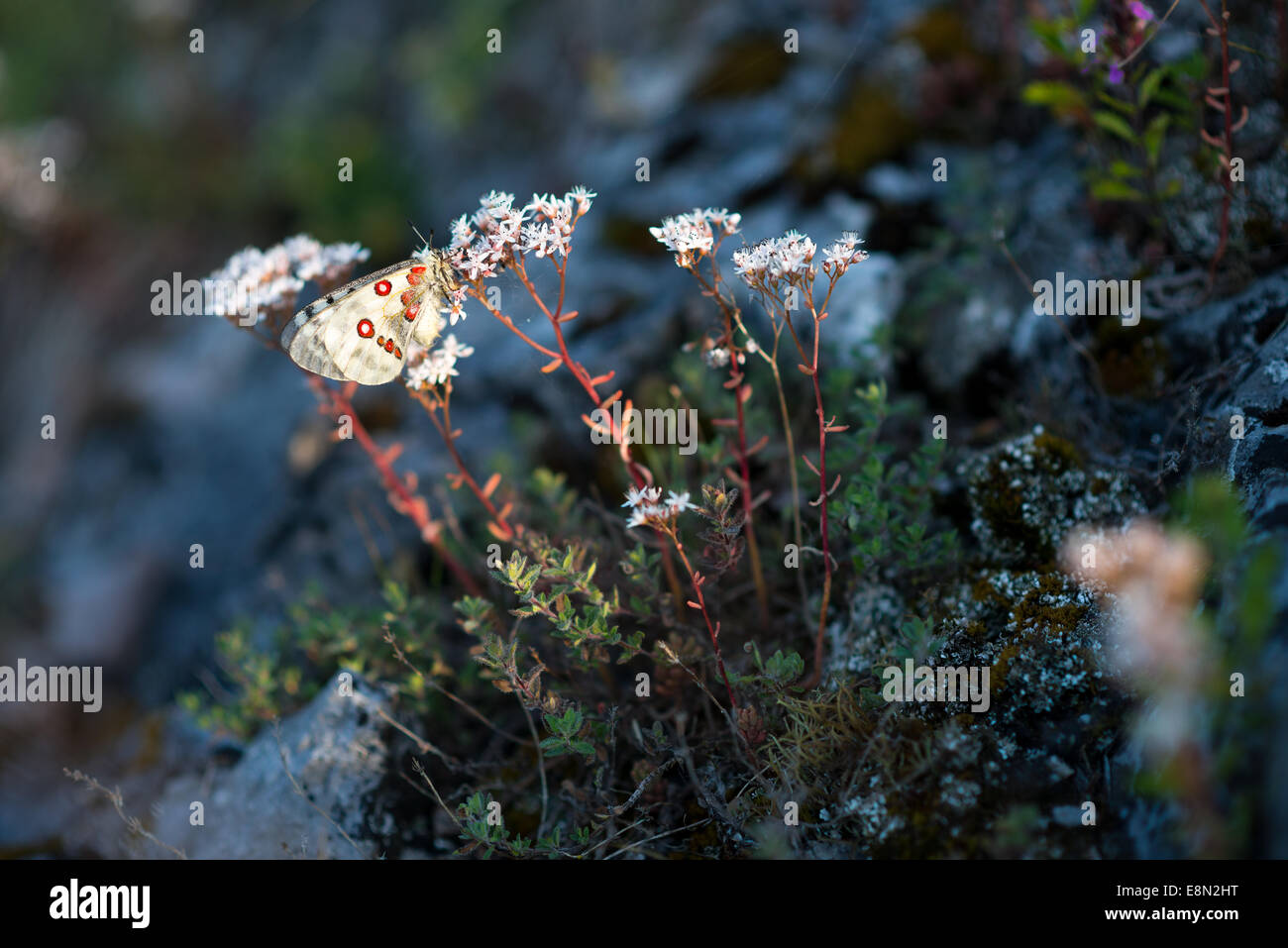 Roter Apollo / red apollo (Parnassius apollo Stock Photo - Alamy