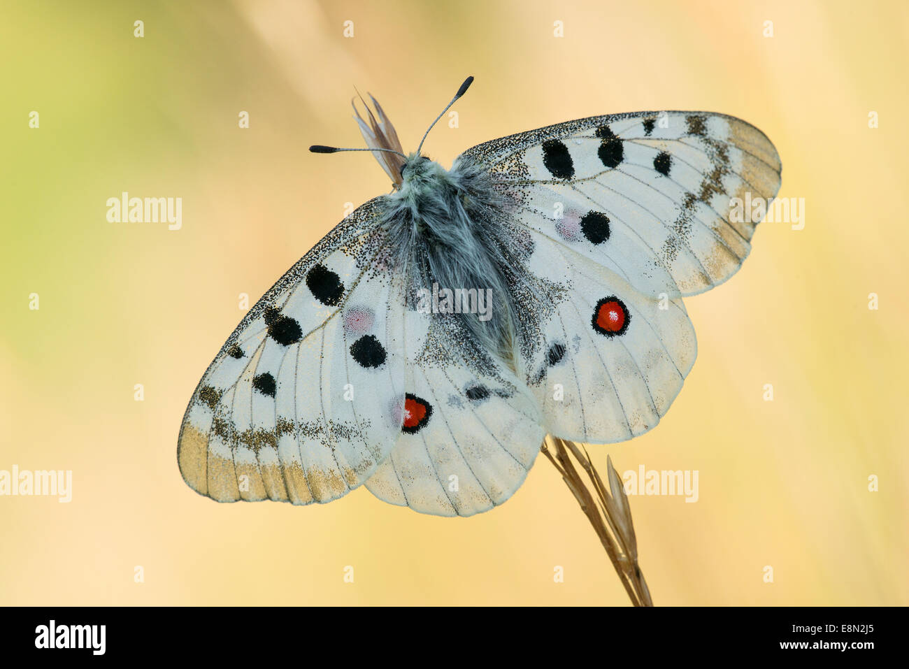 Roter Apollo / red apollo (Parnassius apollo Stock Photo - Alamy