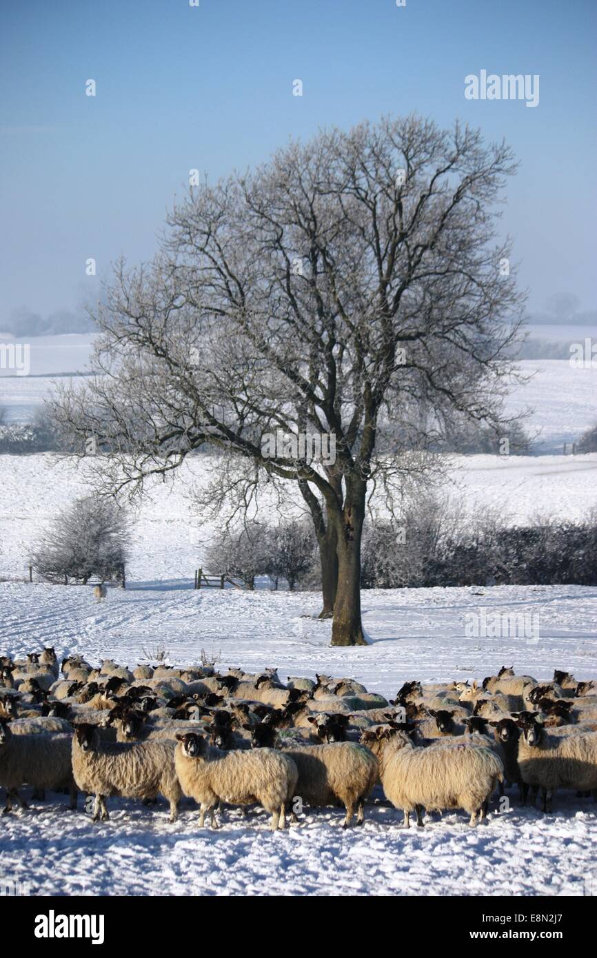 Sheep under a tree hi-res stock photography and images - Alamy
