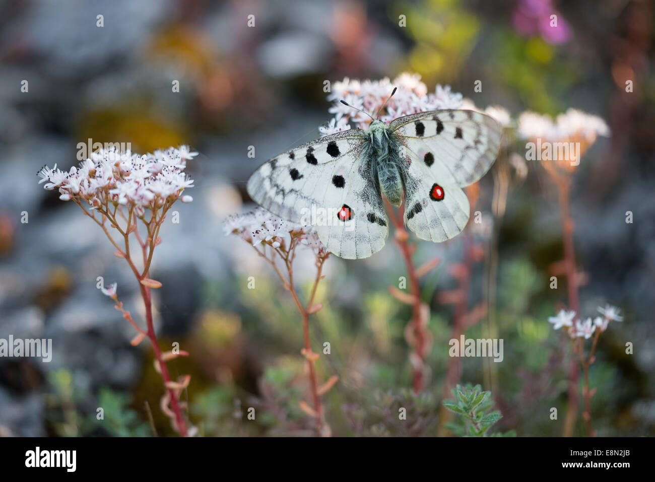Roter Apollo / red apollo (Parnassius apollo Stock Photo - Alamy