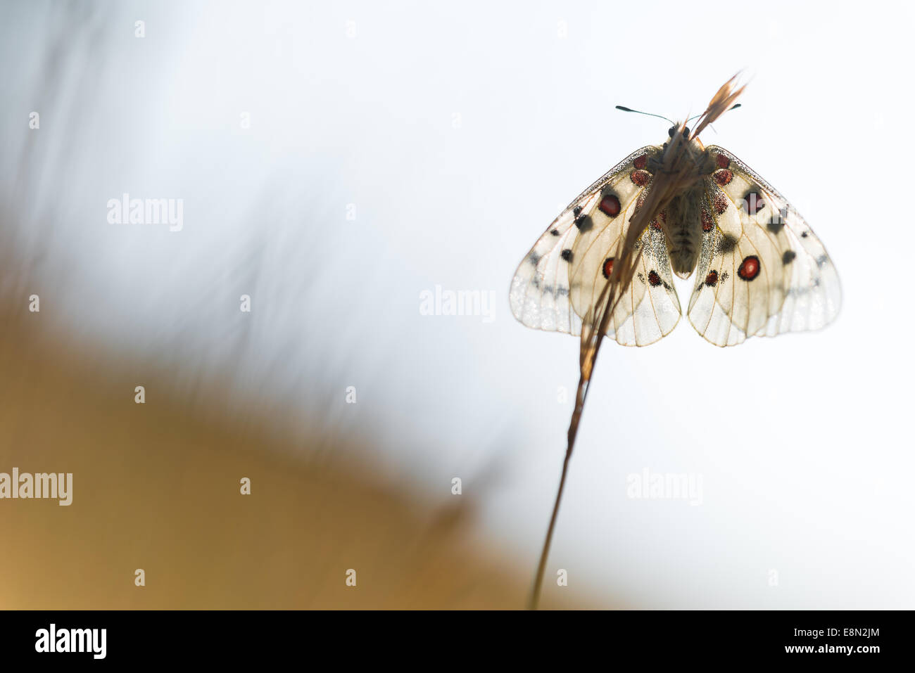 Roter Apollo / red apollo (Parnassius apollo Stock Photo - Alamy