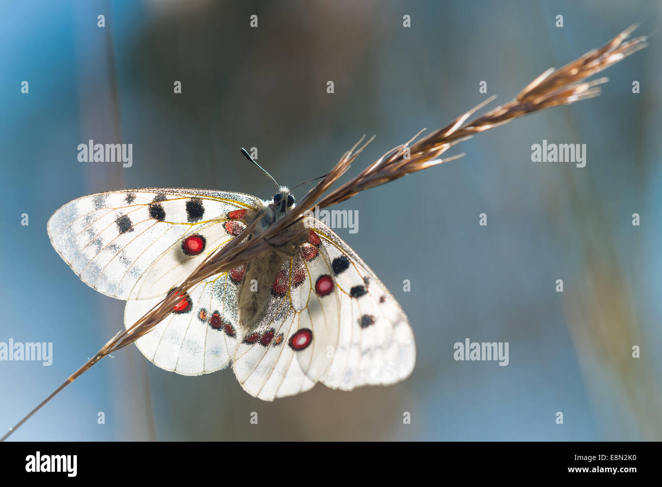 Roter Apollo / red apollo (Parnassius apollo Stock Photo - Alamy