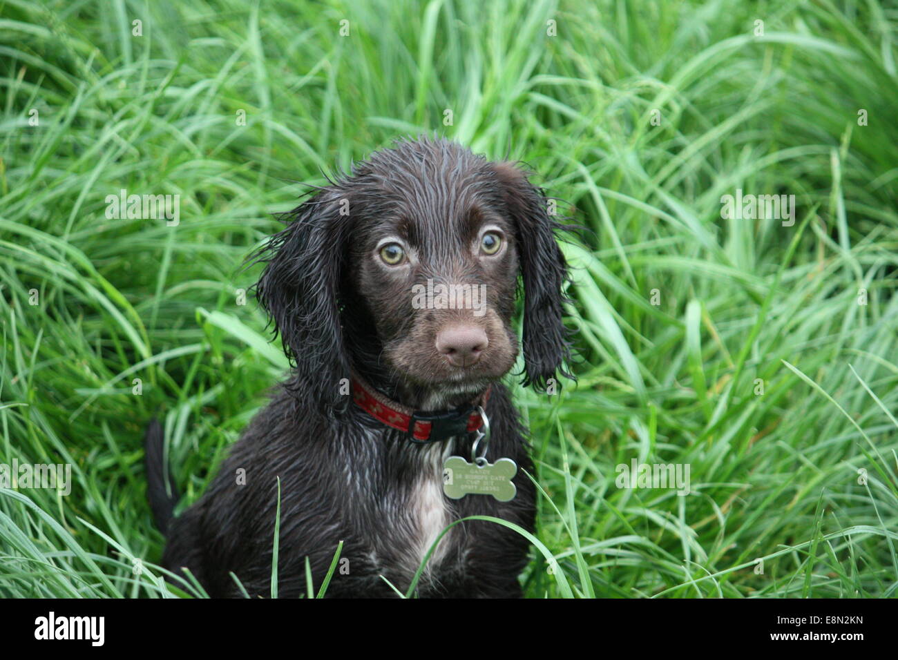very cute young liver working type cocker spaniel pet gundog puppy ...