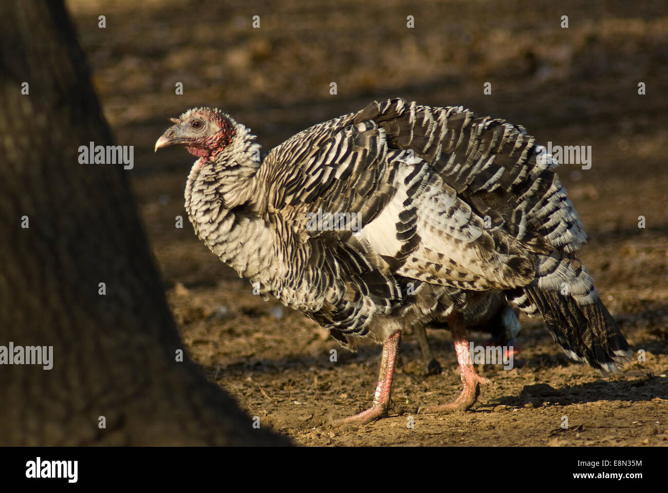 Numida meleagris galeata hi-res stock photography and images - Alamy