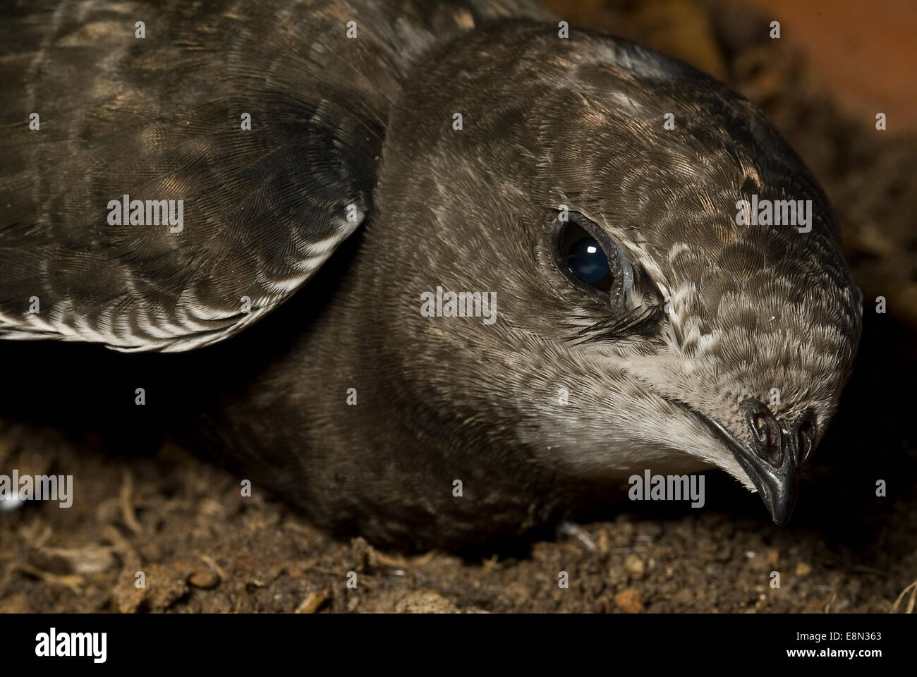 Common swift apus apus hi-res stock photography and images - Alamy