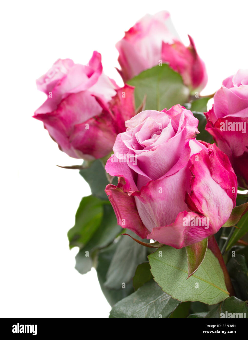 rose flowers close up Stock Photo - Alamy