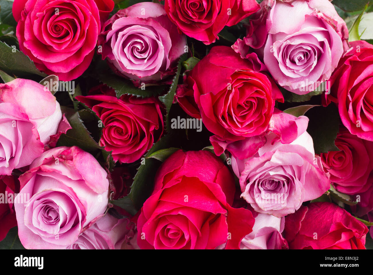 dark and light pink roses on table Stock Photo - Alamy