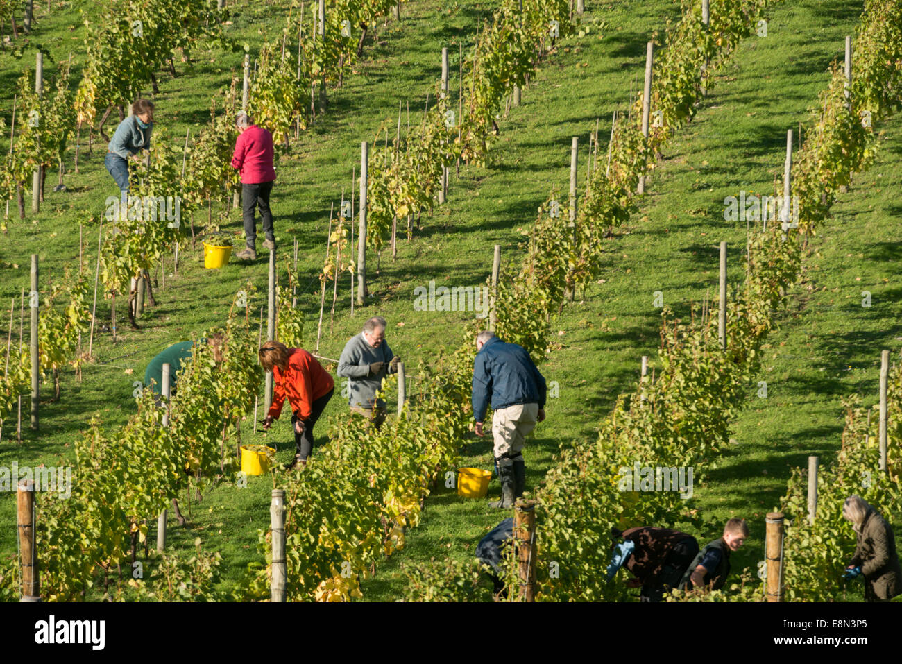 Grape picking vineyard in east sussex hi-res stock photography and ...