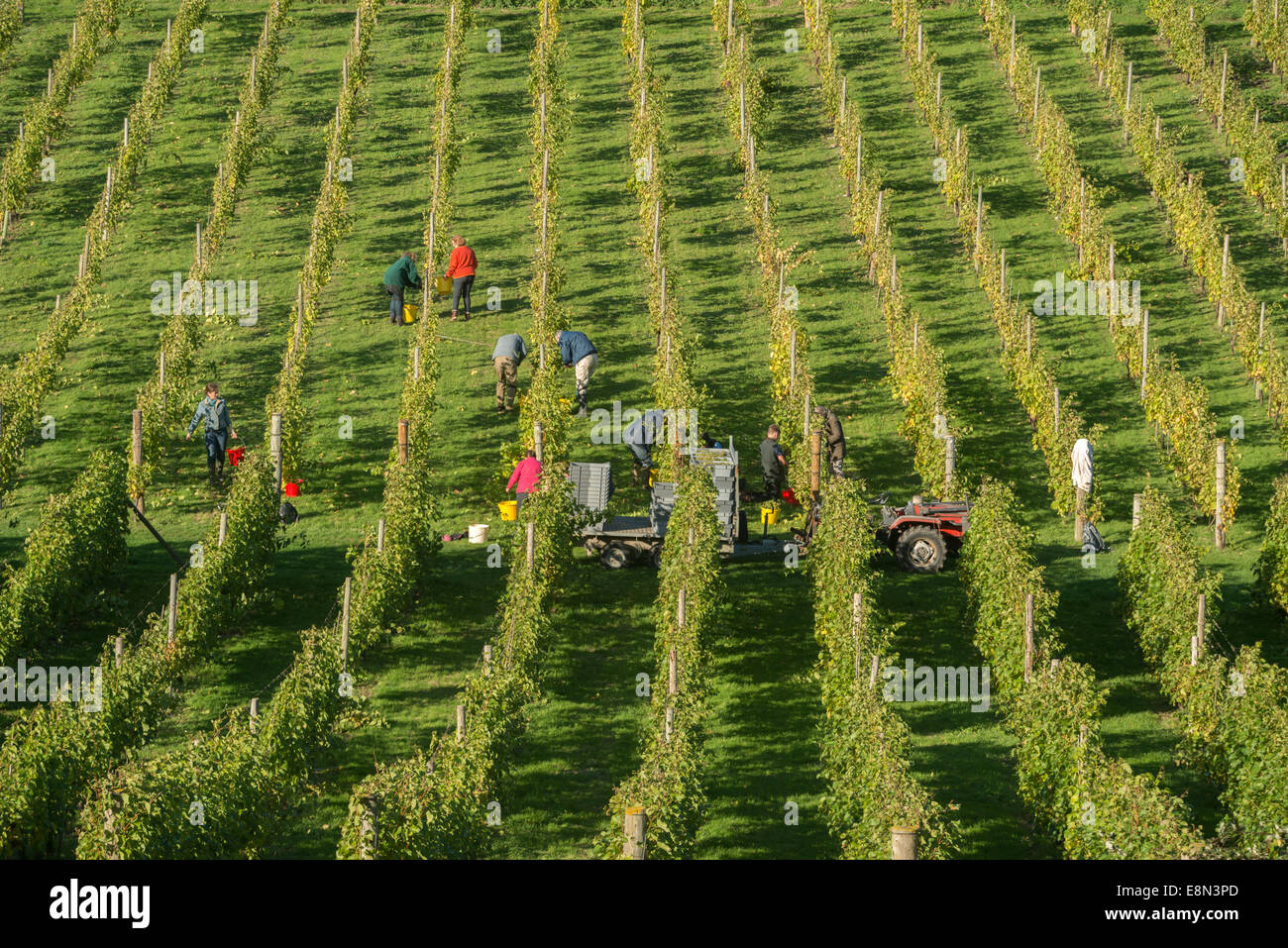 Grape Picking Vineyard In East Sussex Stock Photos & Grape Picking ...