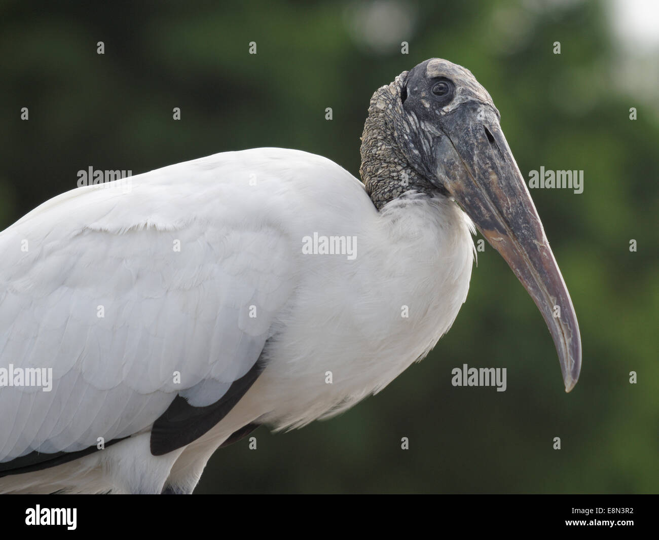 Tilted sideways hi-res stock photography and images - Alamy