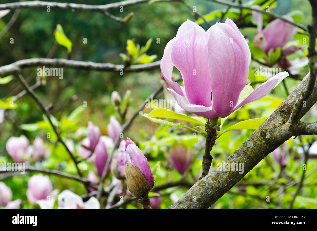 Close up pink Magnolia Soulangeana flowers filled with drops of rain ...