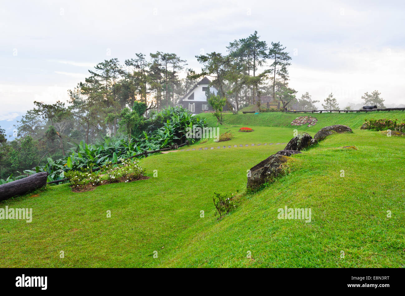 Nam nam tree hi-res stock photography and images - Alamy