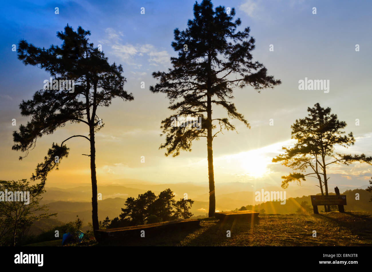 National tree of thailand hi-res stock photography and images - Alamy