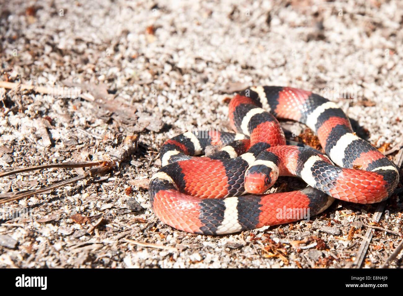 Scarlet King Snake