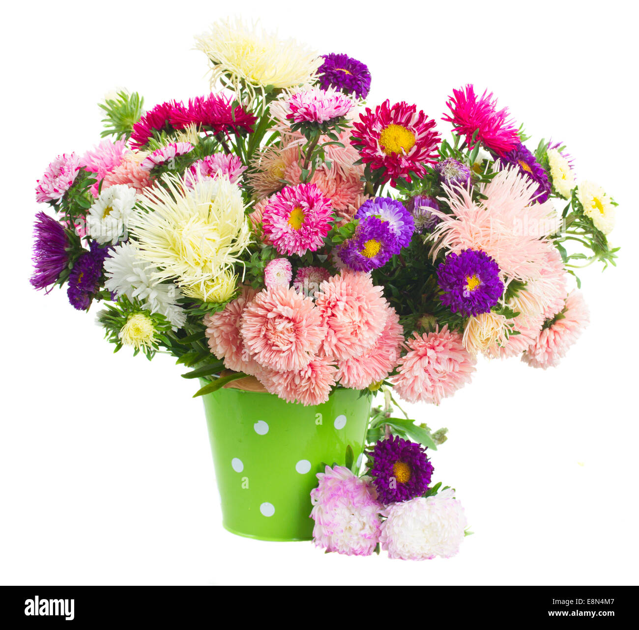 pot of aster flowers Stock Photo - Alamy