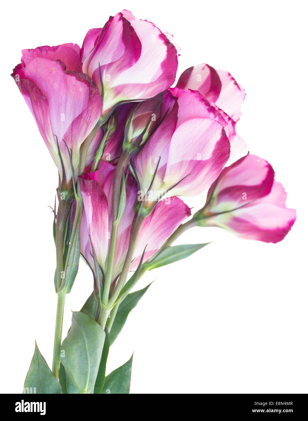 Lisianthus red hi-res stock photography and images - Alamy