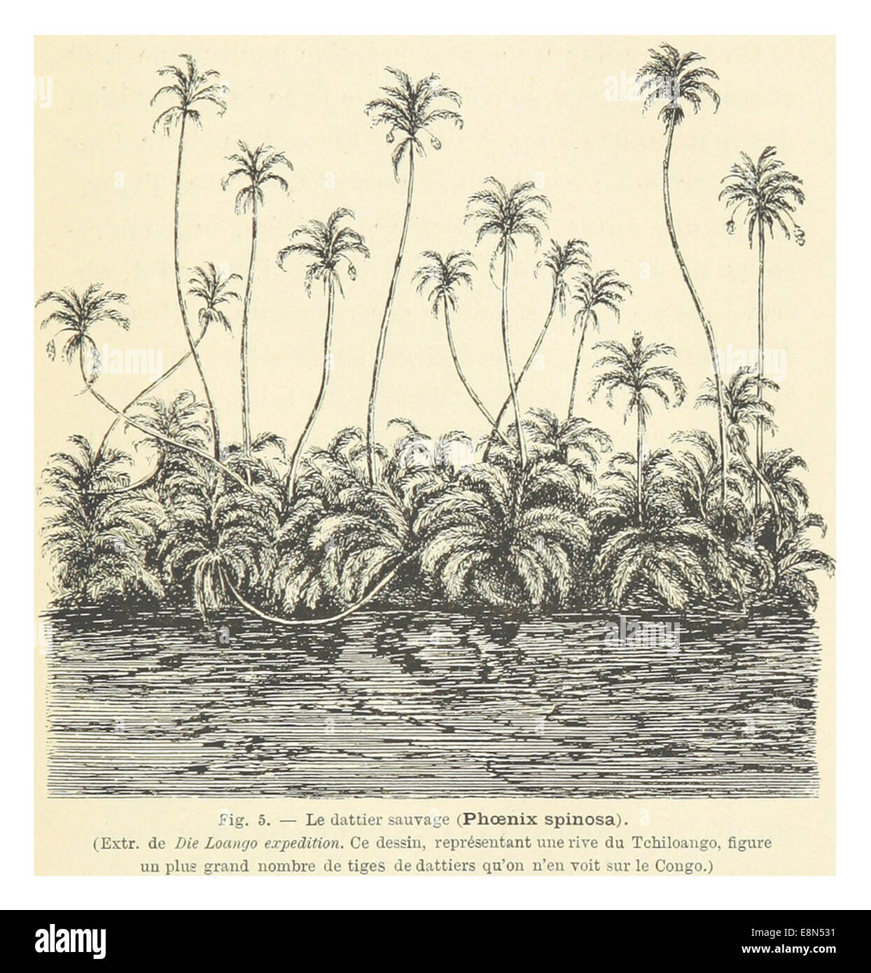 Le dattier hi-res stock photography and images - Alamy