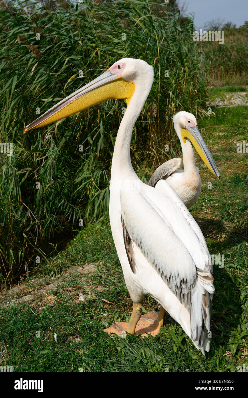 The great white pelican (Pelecanus onocrotalus) also known as the ...