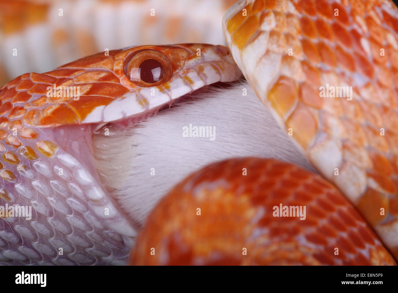 Snake eating a mouse hi-res stock photography and images - Alamy