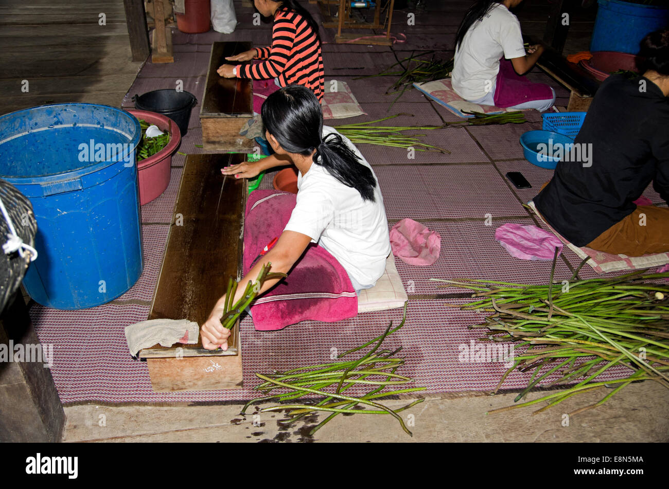 4 women striping the lotus fiber from the stem to make thread Stock ...