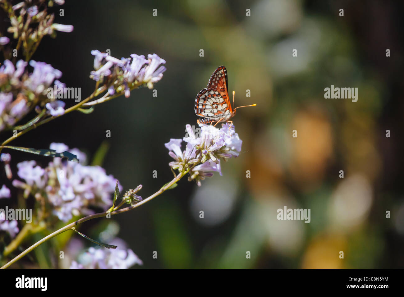 Chalcedon checkerspot butterfly Stock Photo - Alamy