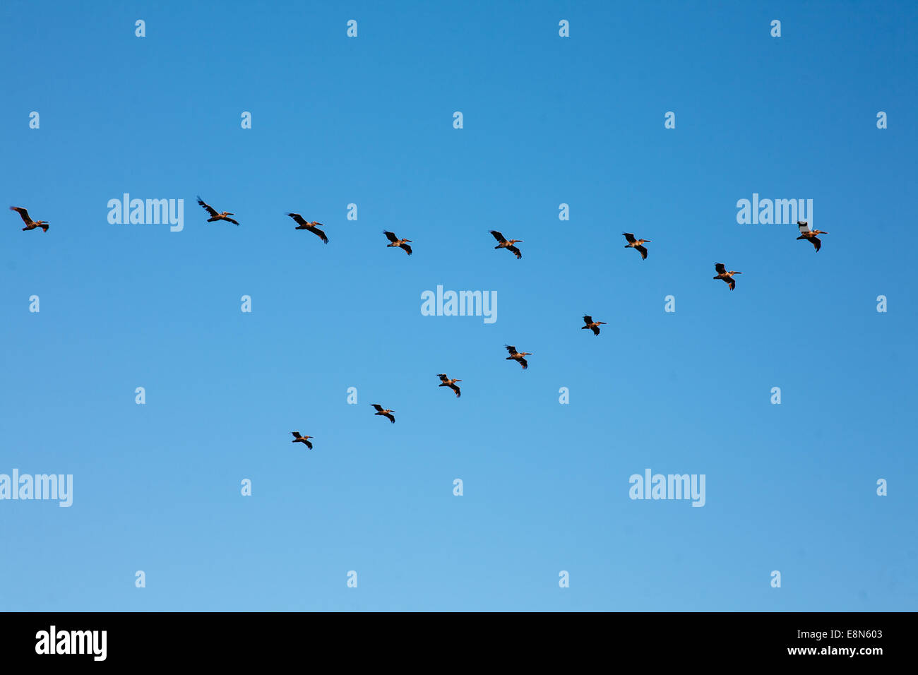 Pelicans flying v formation hi-res stock photography and images - Alamy